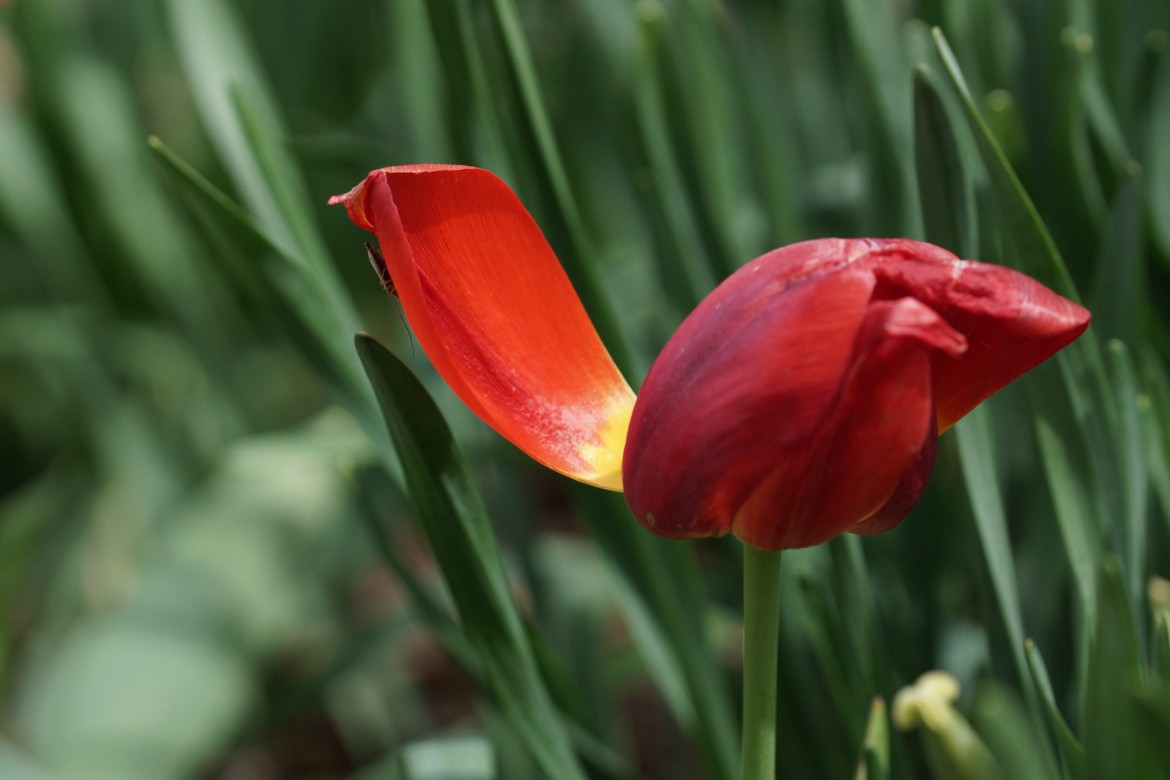 So long tulips | Swenson Gardens