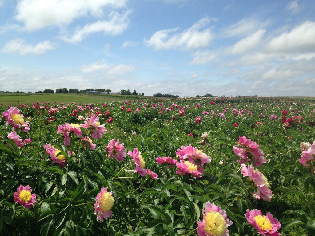 PEONY FIELD DAYS – JUNE 5TH & 6TH | Swenson Gardens