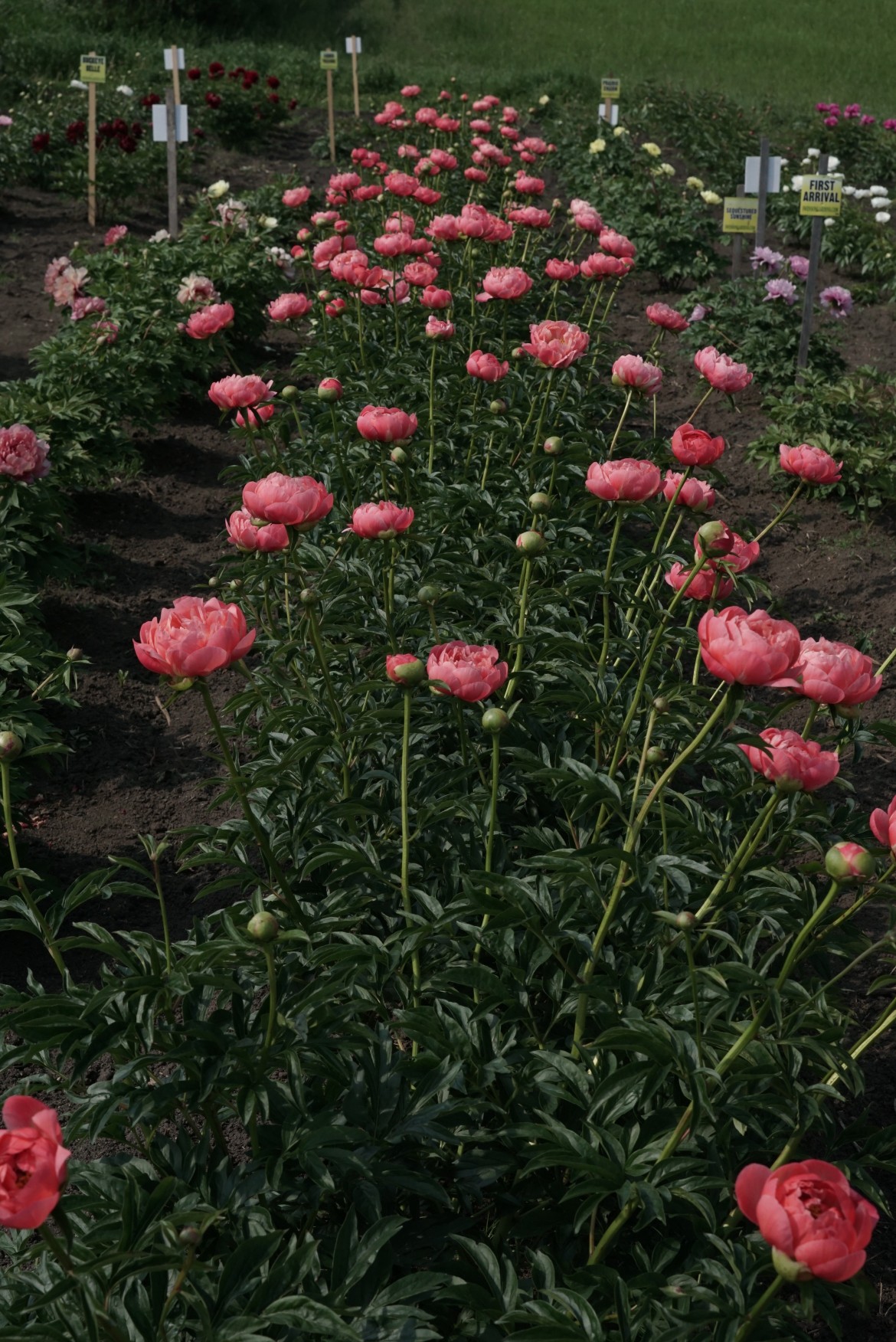 Peony field jottings… | Swenson Gardens