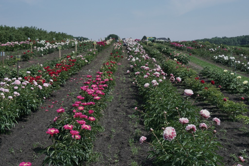 Peony Field Days June 12th and 13th | Swenson Gardens