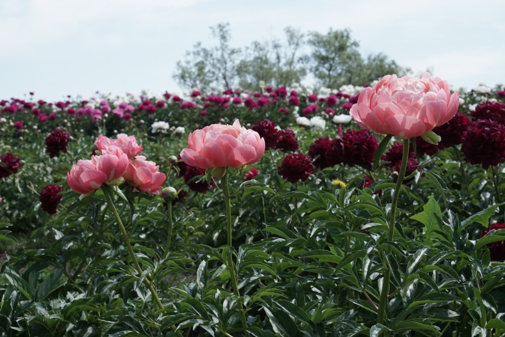 Peony Field Days Update | Swenson Gardens