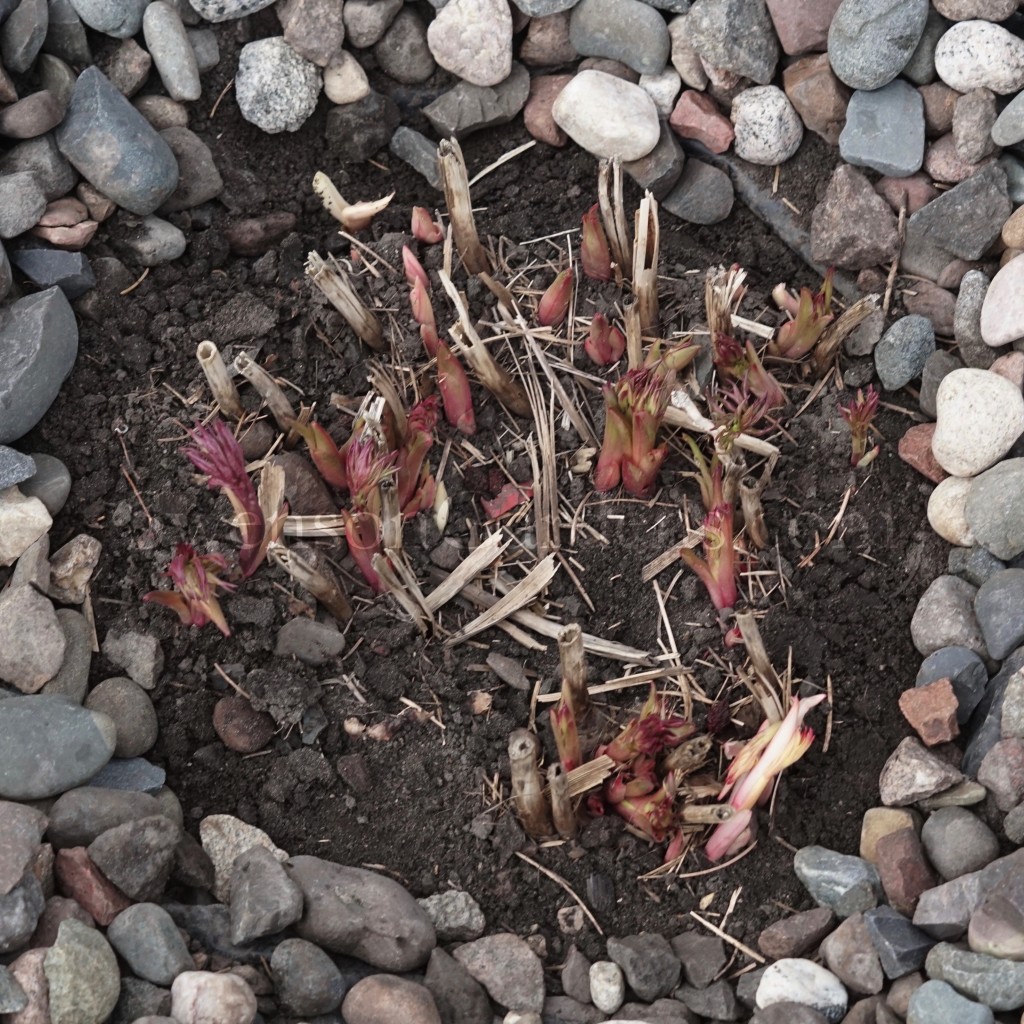 Peonies springtime maintenance tips! | Swenson Gardens