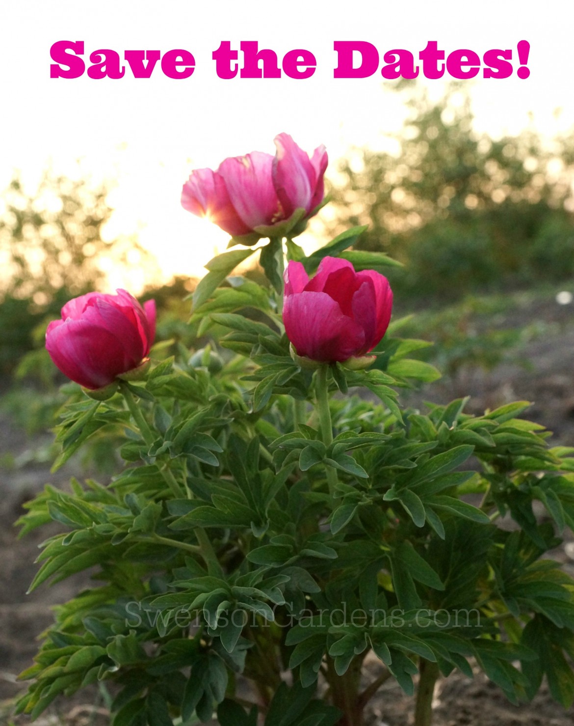 PEONY FIELD DAYS ADDITIONAL DATES! | Swenson Gardens