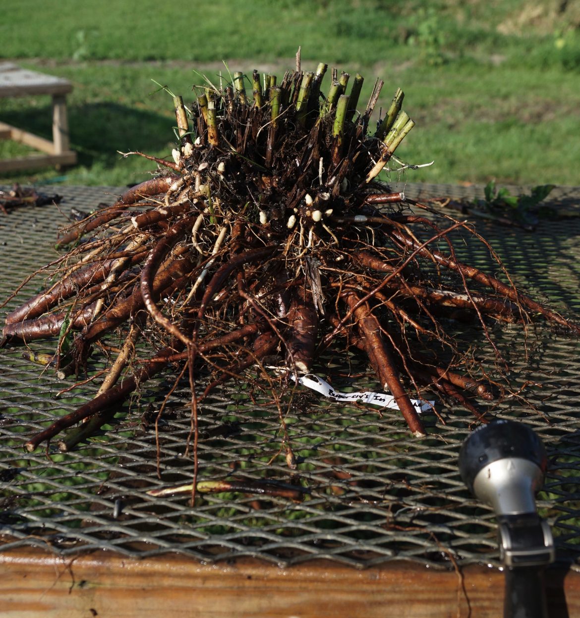 So what does a swenson gardens peony plant look like? | Swenson Gardens