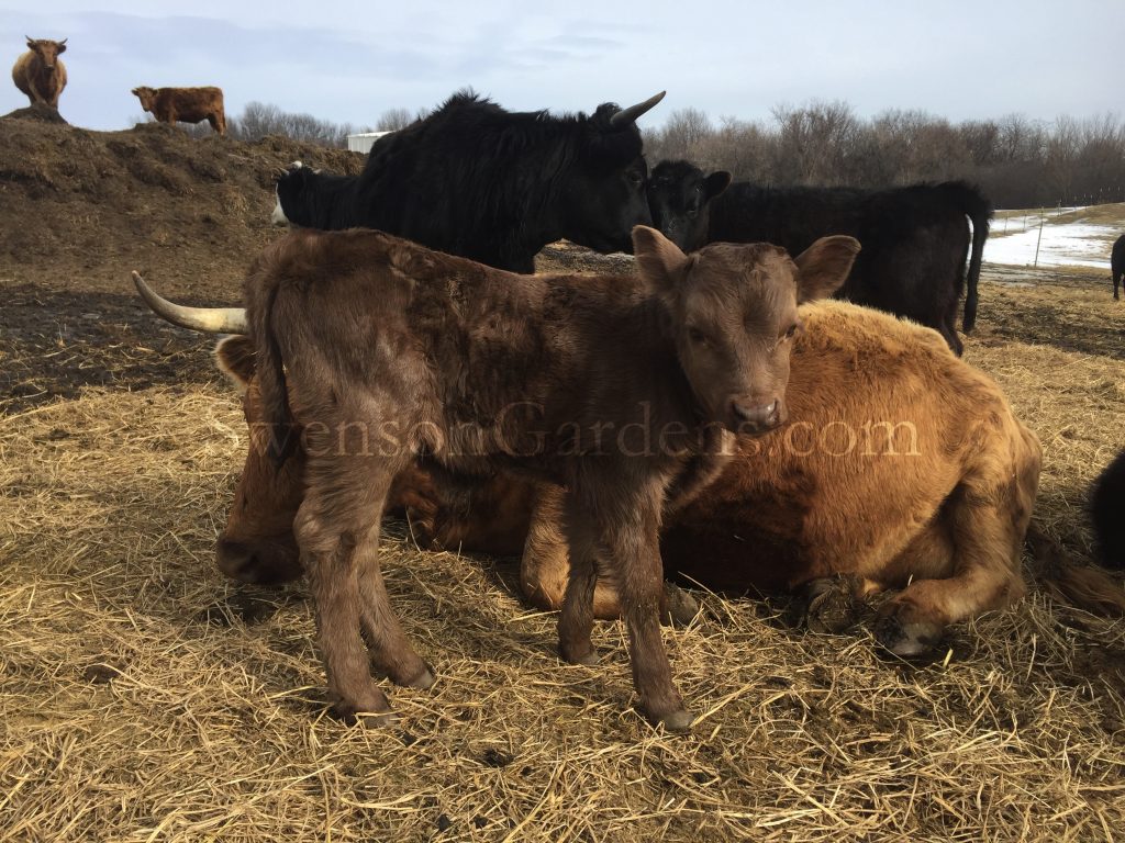 LIFE ON THE PEONY FARM | Swenson Gardens