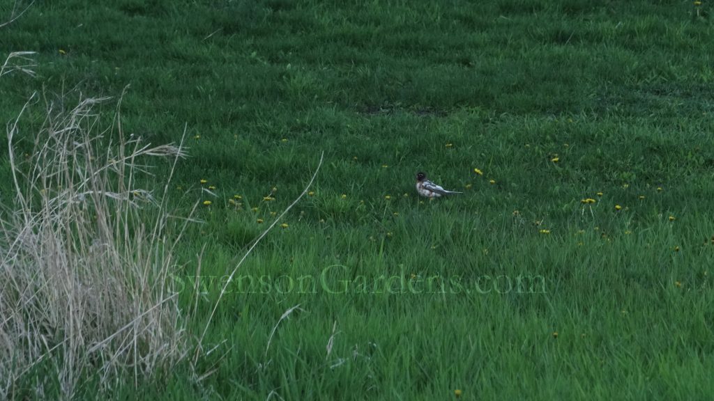PIEBALD ROBIN SEEN ON OUR PEONY FARM! | Swenson Gardens