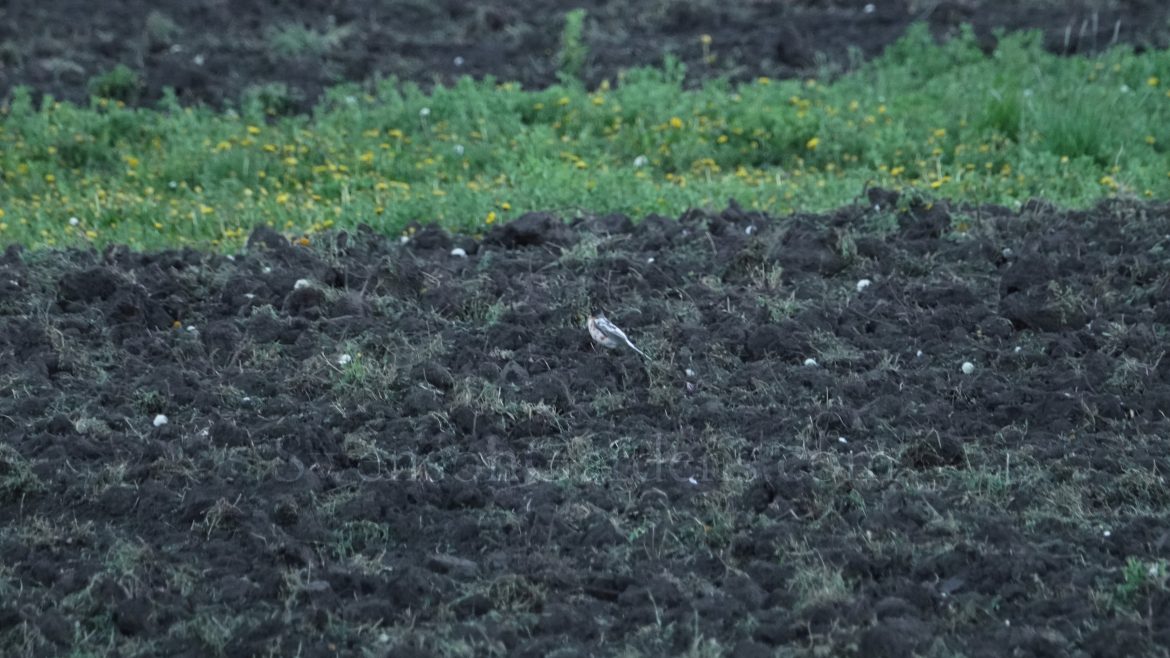 PIEBALD ROBIN SEEN ON OUR PEONY FARM! | Swenson Gardens