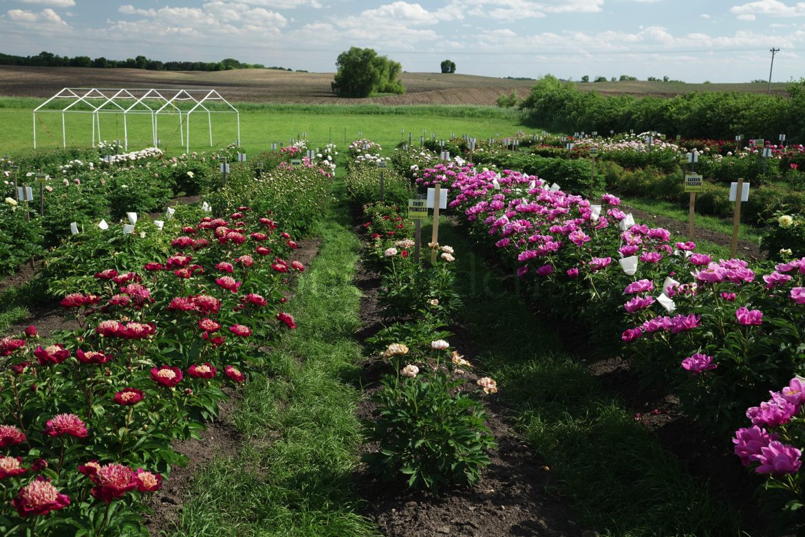 PEONY FIELD UPDATE FOR JUNE 10, 2017 | Swenson Gardens
