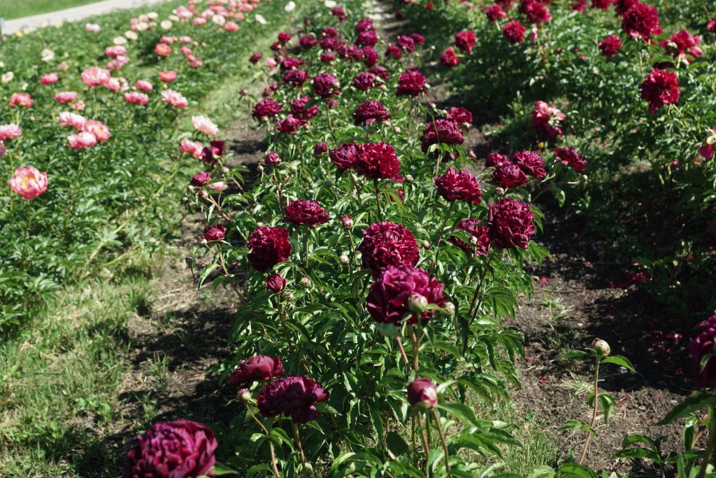 PEONY FIELD DAYS UPDATE FOR JUNE 9, 2017 | Swenson Gardens