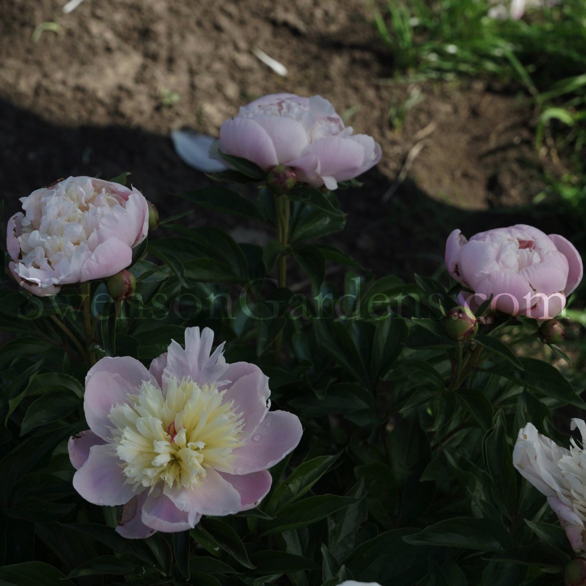 SNEAK PEEK AT OUR NEW 2018 PEONIES | Swenson Gardens