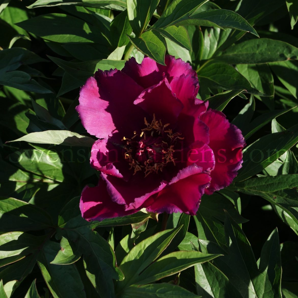 SNEAK PEEK AT OUR NEW 2018 PEONIES | Swenson Gardens