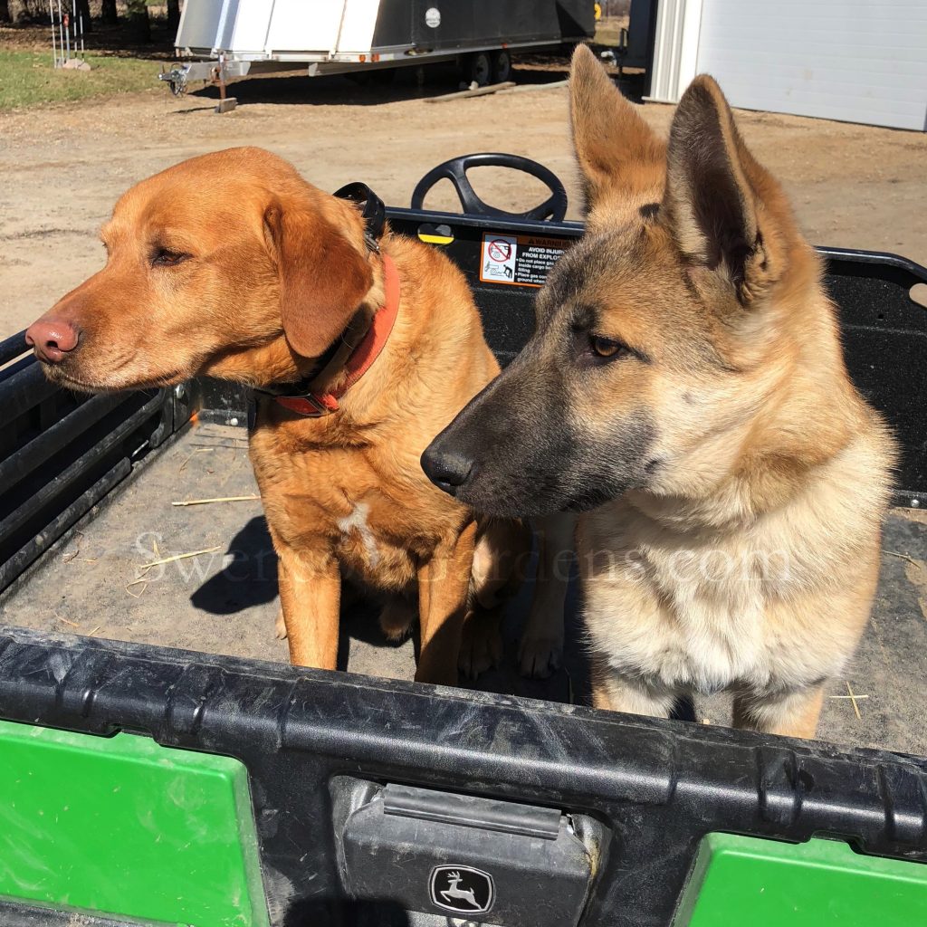 LIFE ON THE PEONY FARM | Swenson Gardens