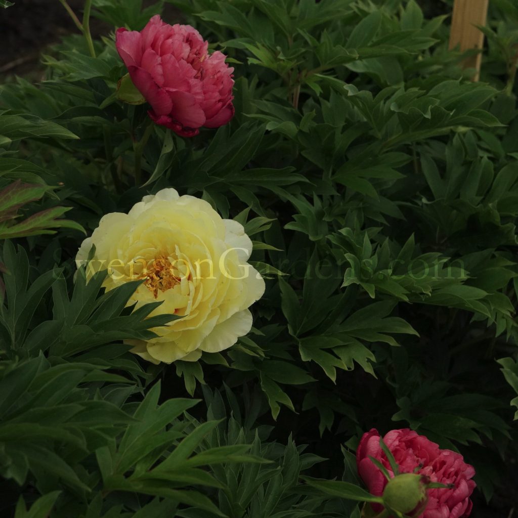 PEONY FIELD DAYS UPDATE FOR FRIDAY, JUNE 8, 2018 | Swenson Gardens