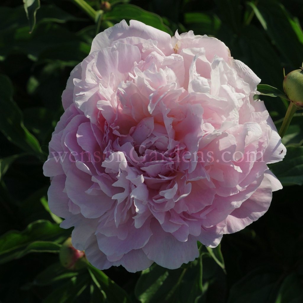 PEONY FIELD DAYS UPDATE FOR FRIDAY, JUNE 8, 2018 | Swenson Gardens