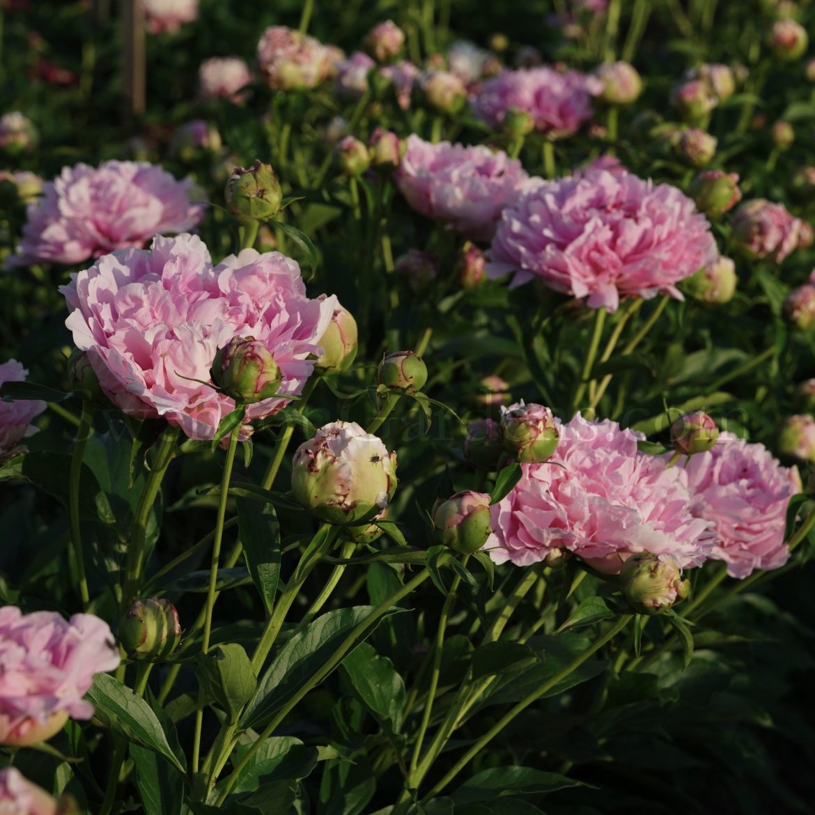 PEONY FIELD JOTTINGS… | Swenson Gardens