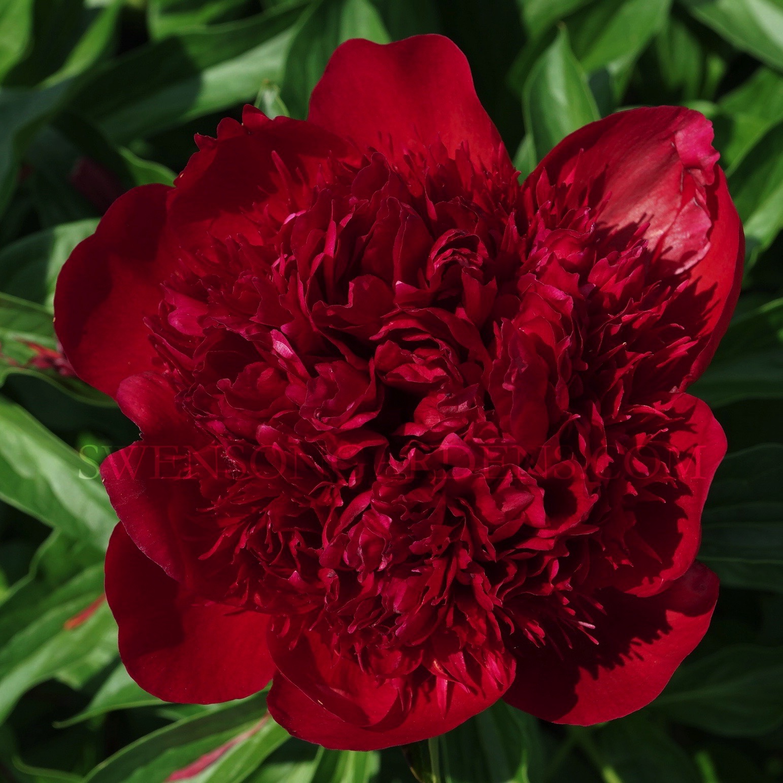 SWENSON GARDENS PEONIES | Swenson Gardens