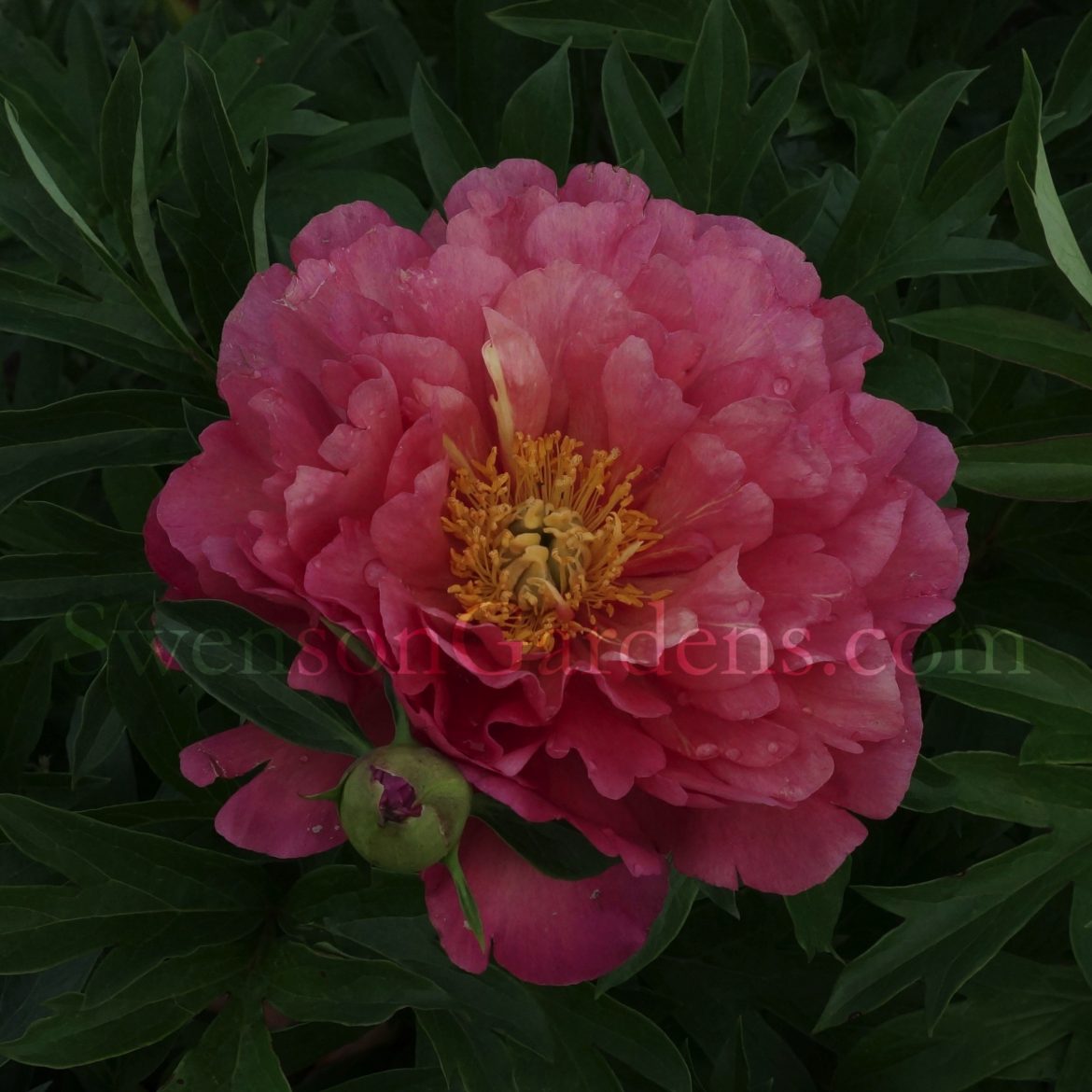 2019 PEONY PICK UP DAYS | Swenson Gardens